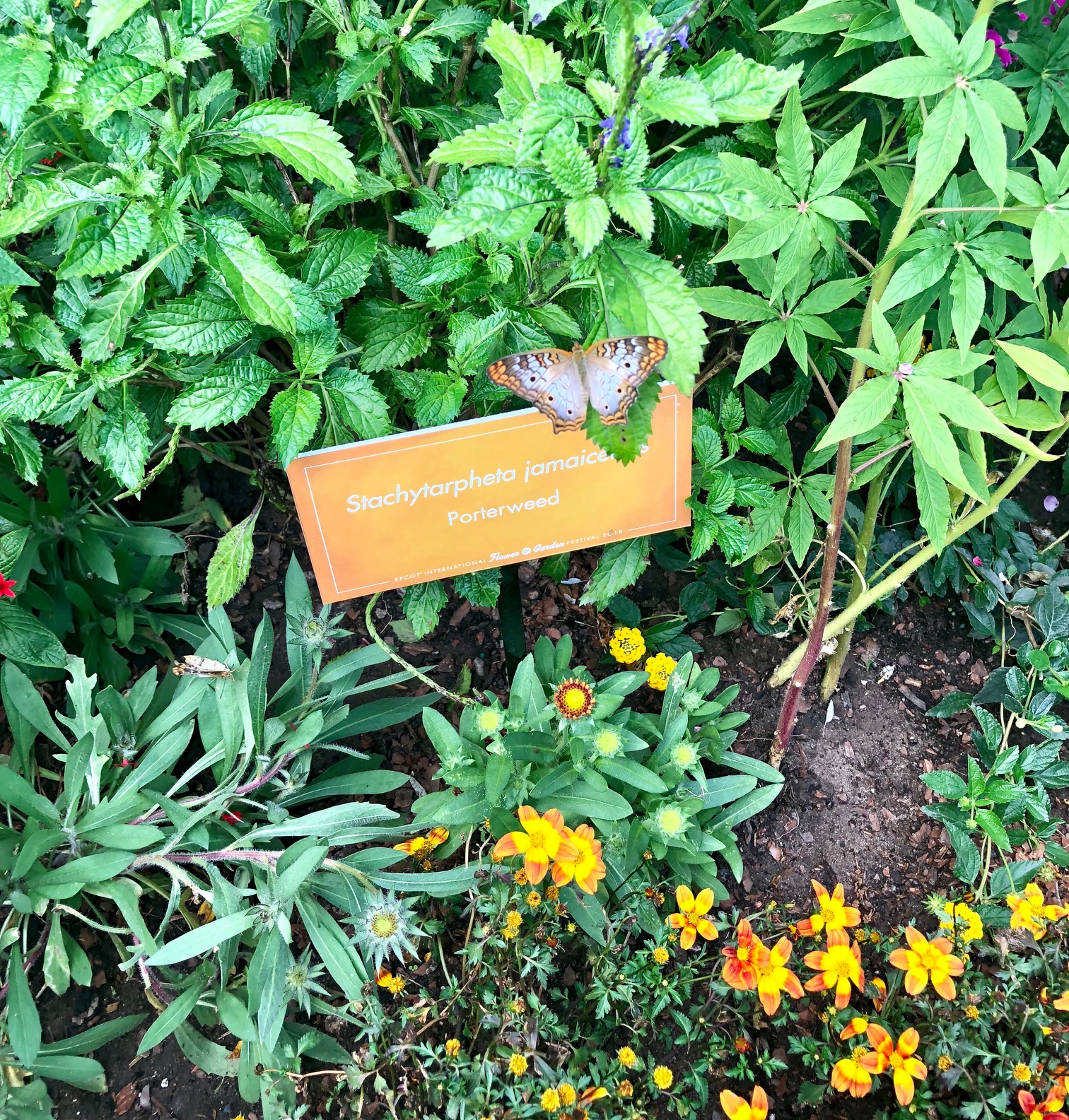Epcot International Flower & Garden Festival – Neptune Your Dial